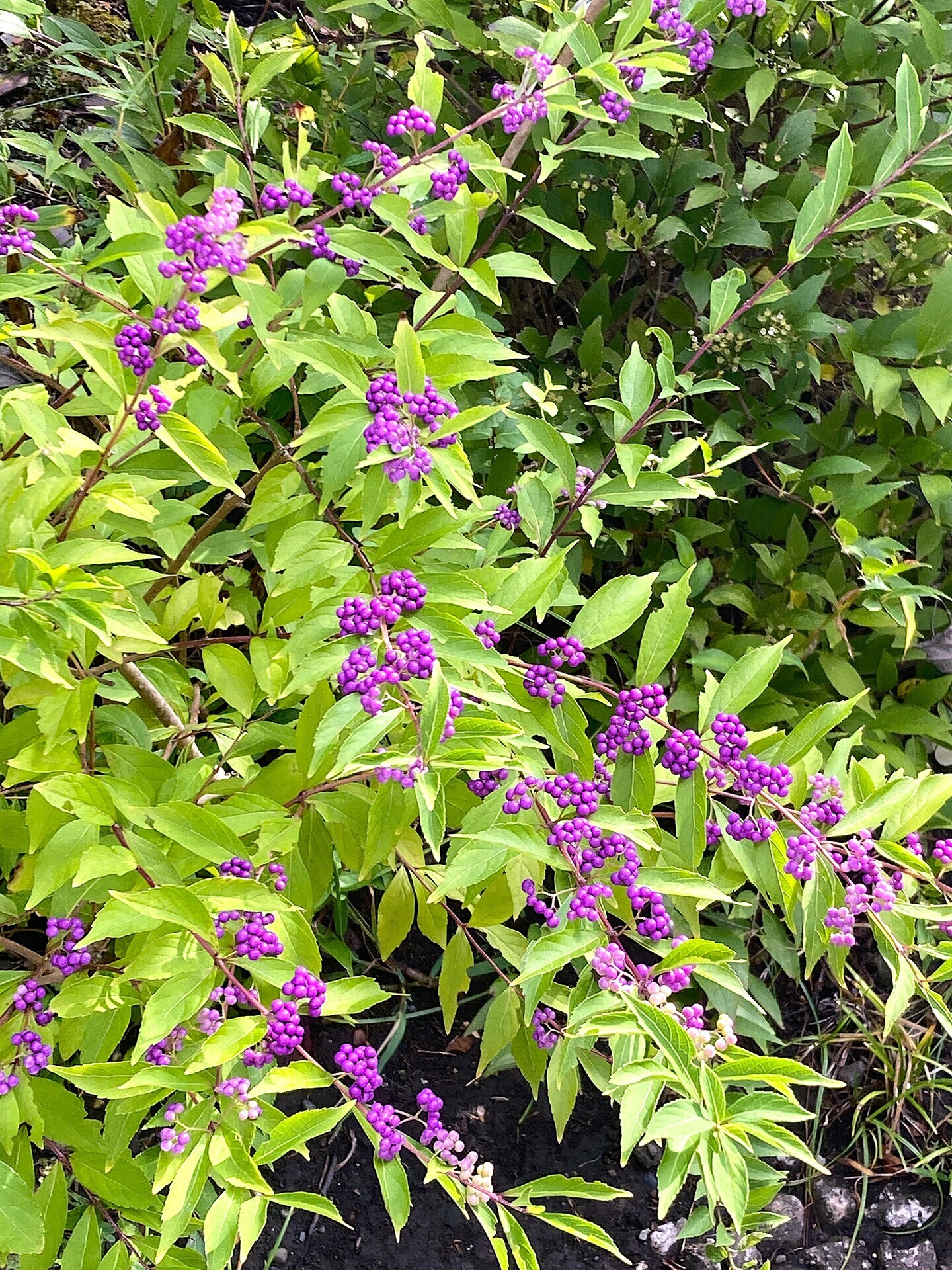 もの忘れ: ひらひらと