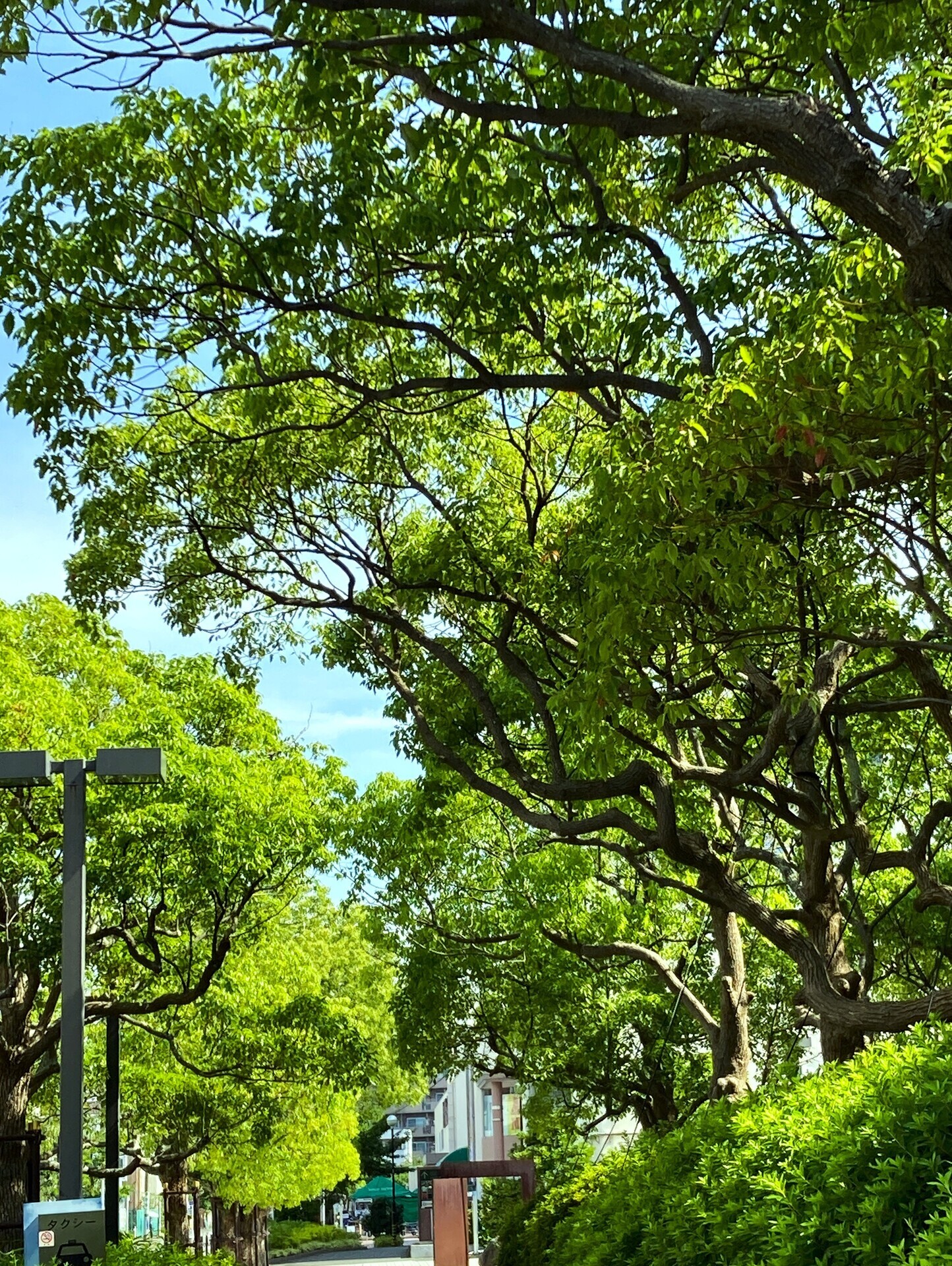 ミミズを: ひらひらと