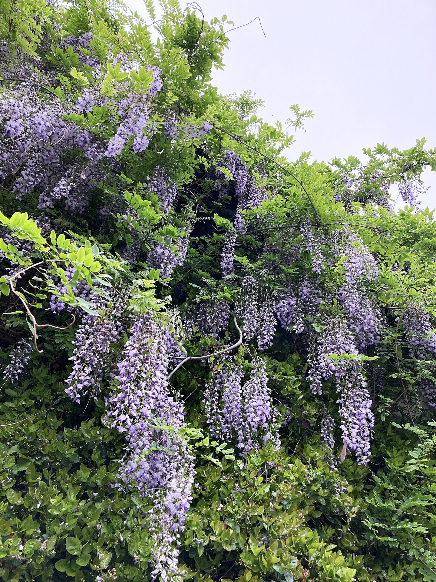 雨の朝: ひらひらと